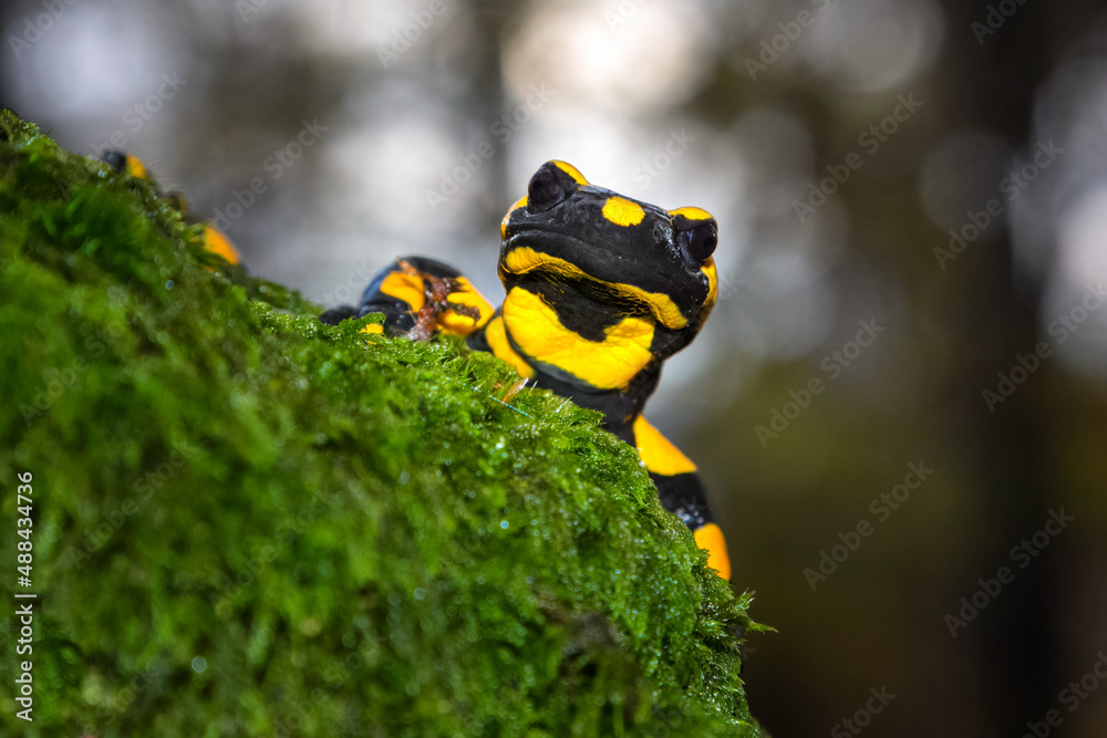 The fire salamander - Salamandra salamandra - is a common species of ...