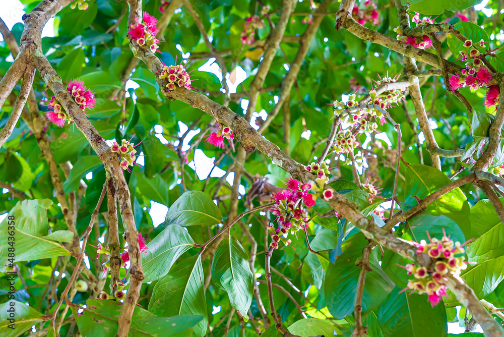 The beautiful deep pink flower of Malay rose apple. Syzygium malaccense ...
