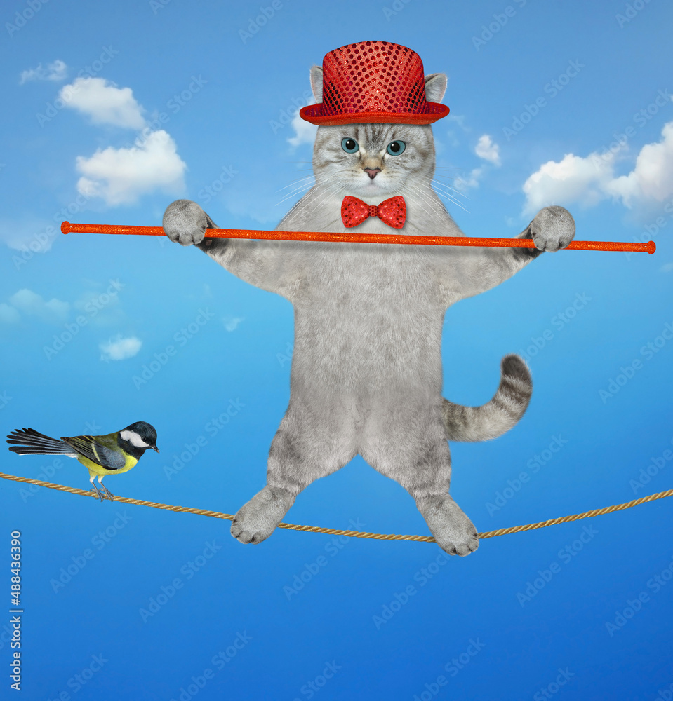 An ashen cat acrobat with a pole is walking on the tightrope. A bird is ...