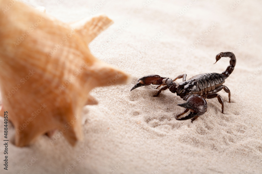 Black scorpion in close-up on a sandy background. Sea shell as a part ...