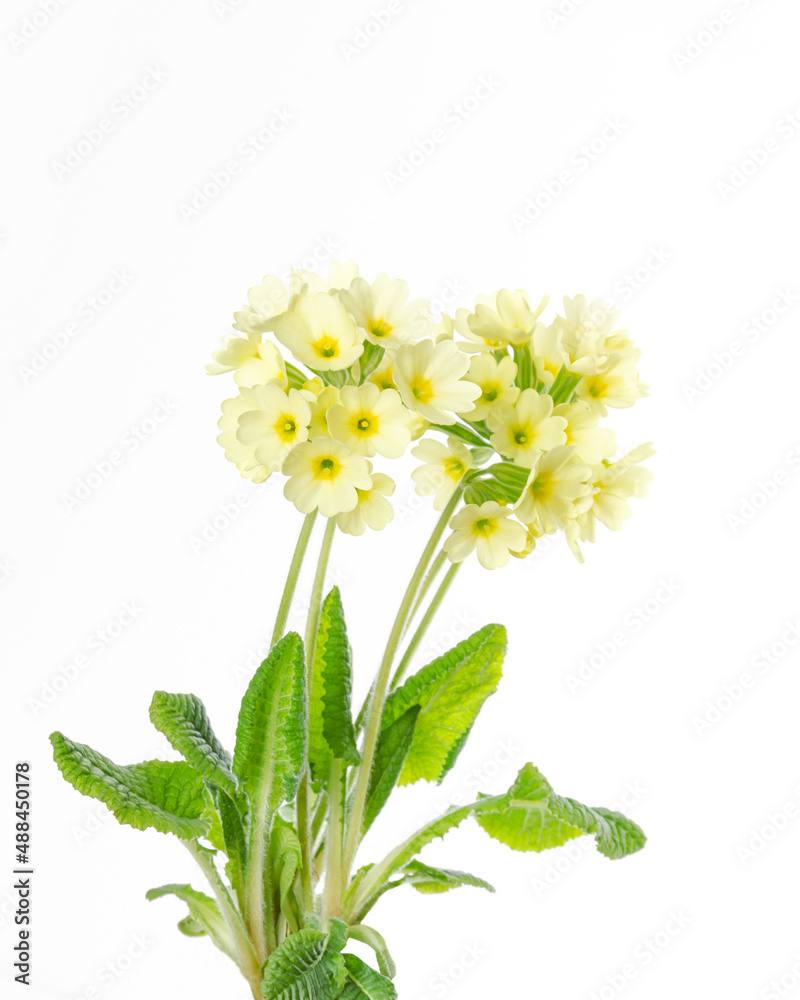 Common primrose, Primula vulgaris, front view, on white background ...