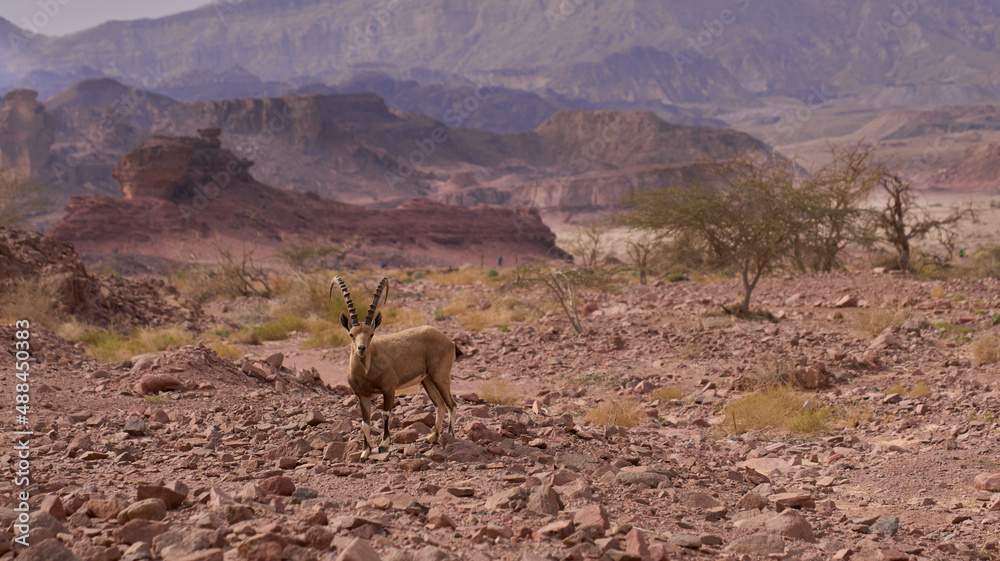 Nubian ibex in the Timna park, Negev desert, Israel. Extinct desert ...