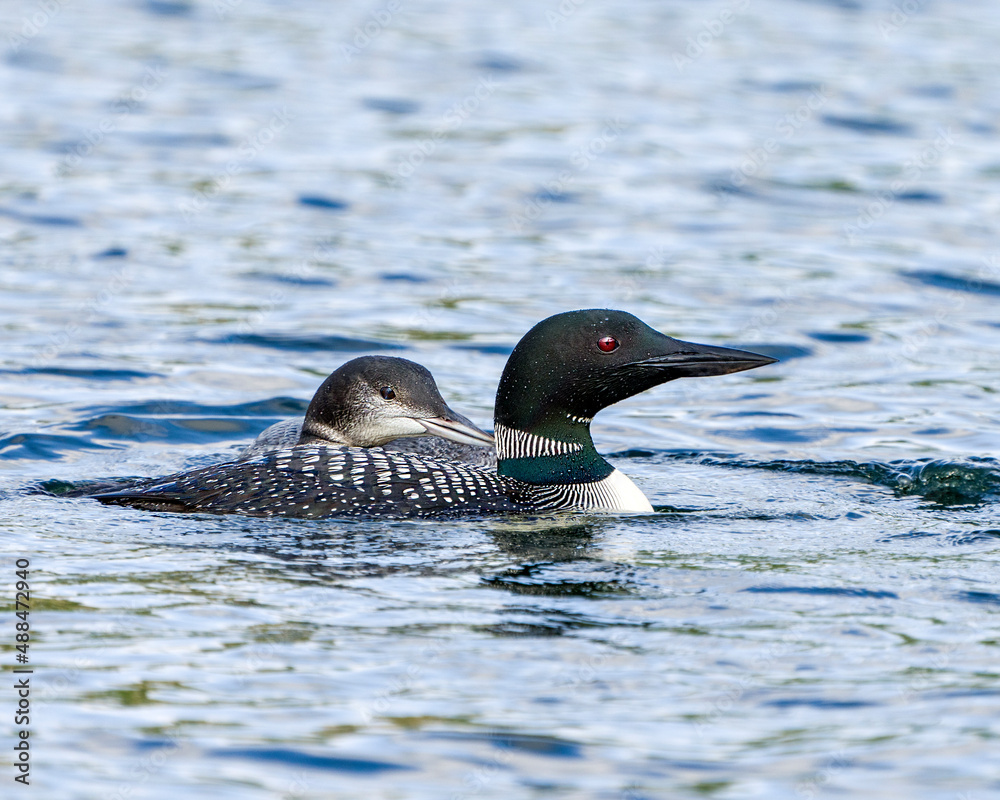 Common Loon Photo. Loon with young immature baby loon in its growing ...
