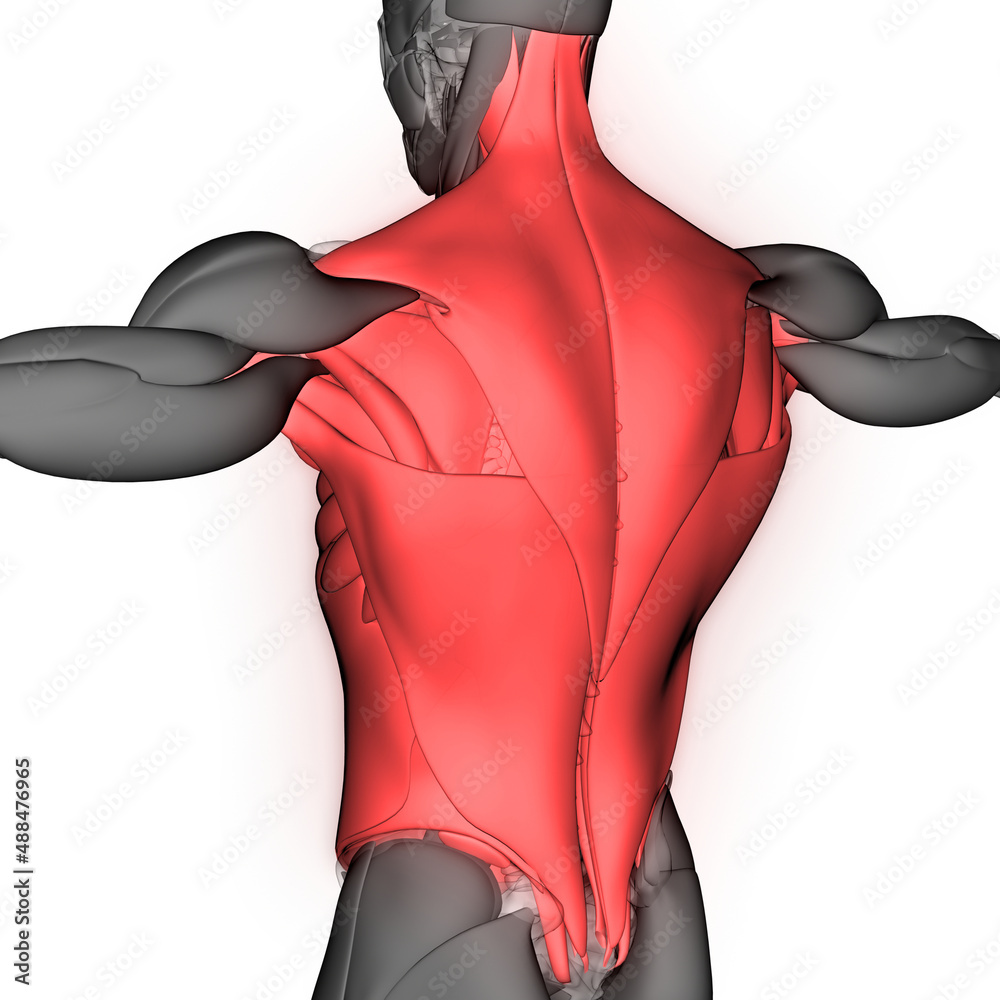 Human Body Muscular System Torso Muscles Anatomy Stock Illustration ...
