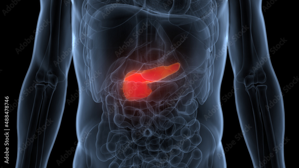 Human Internal Organs Pancreas Anatomy Stock Illustration | Adobe Stock