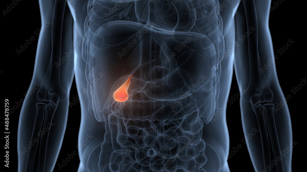 Photo & Art Print Human Internal Organ Gallbladder Anatomy, magicmine