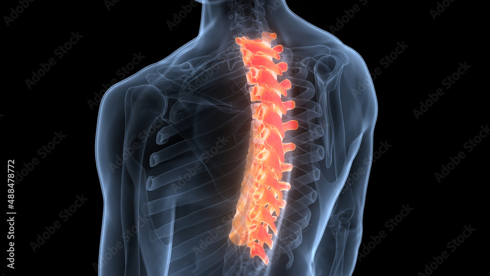 Spinal Cord Vertebral Column Thoracic Vertebrae of Human Skeleton ...
