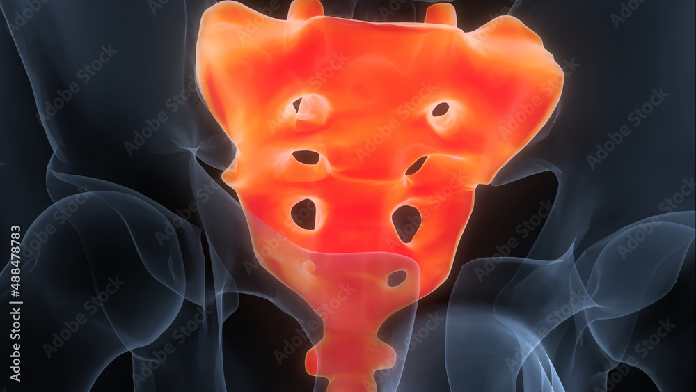 Spinal Cord Vertebral Column Sacrum of Human Skeleton System Anatomy ...