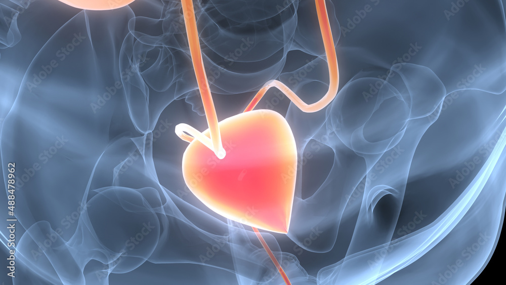 Human Urinary System Bladder Anatomy Stock Illustration | Adobe Stock