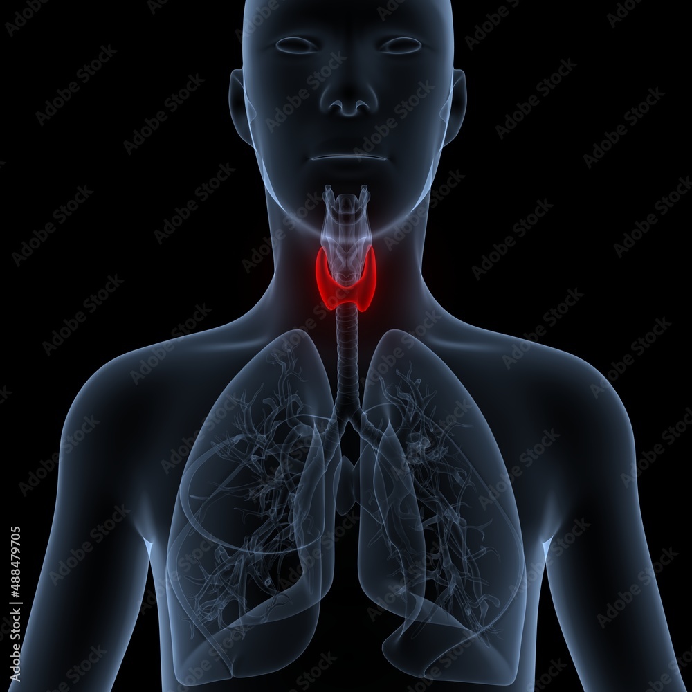 Human Body Glands Thyroid Gland Anatomy Stock Illustration | Adobe Stock
