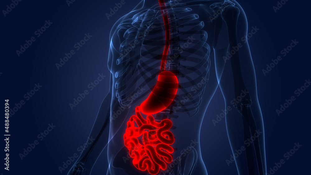 Human Digestive System Stomach with Small Intestine Anatomy Stock ...