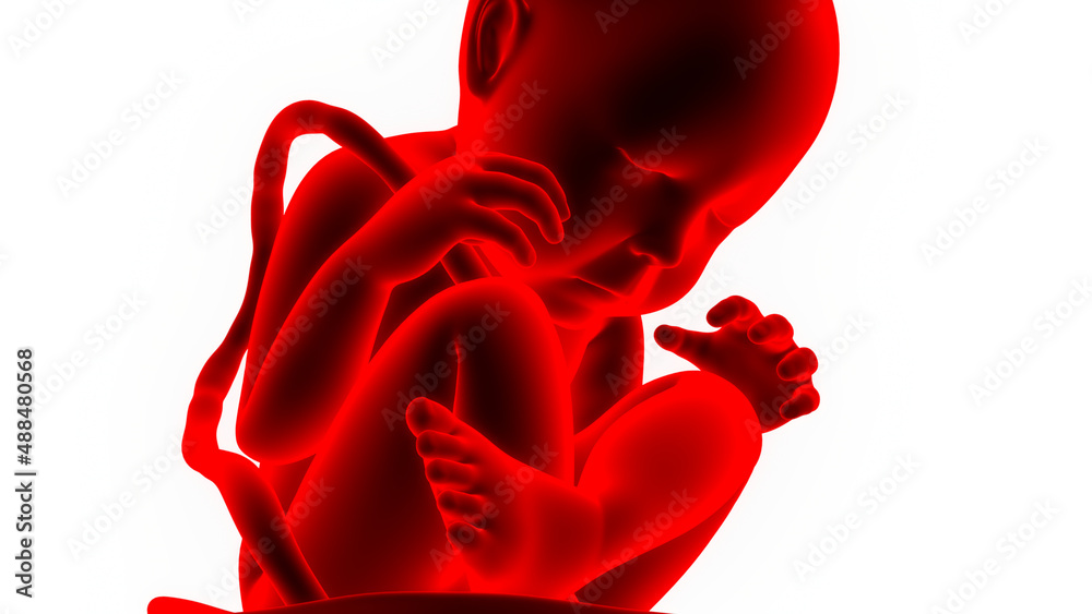 Human Fetus Baby in Womb Anatomy Stock Illustration | Adobe Stock
