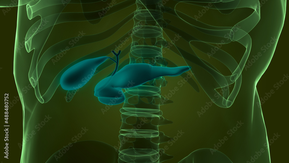 Human Internal Organs Pancreas with Gallbladder Anatomy Stock ...