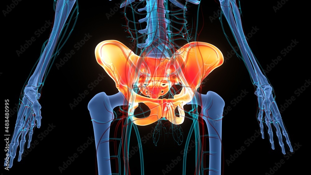Human Skeleton System Pelvic Girdle Bone Joints Anatomy Stock ...
