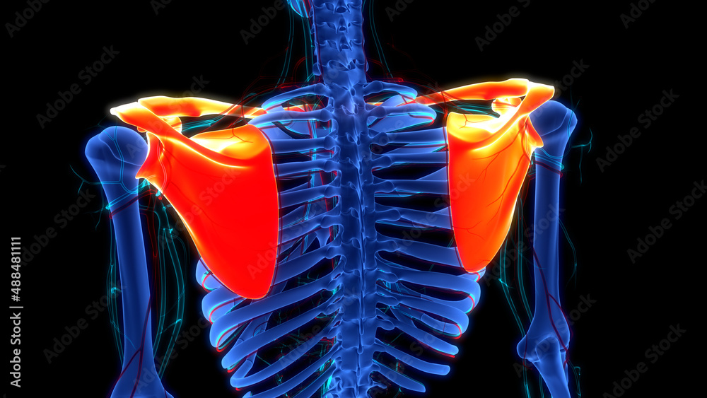 Human Skeleton System Pectoral (Shoulder) Girdle Bone Joints Anatomy ...