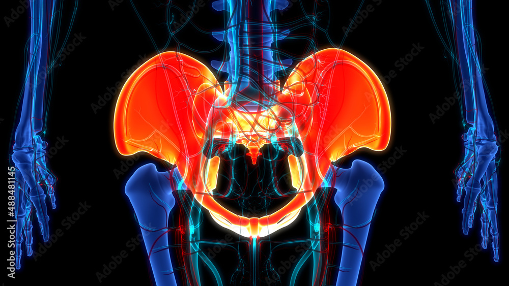 Human Skeleton System Pelvic Girdle Bone Joints Anatomy Stock ...