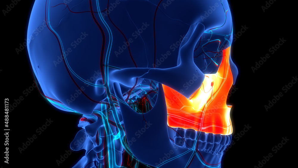 Human Skeleton System Skull Bone Parts Maxilla Anatomy Stock ...