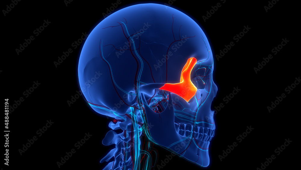 Human Skeleton System Skull Bone Parts Zygomatic Bone Anatomy Stock ...