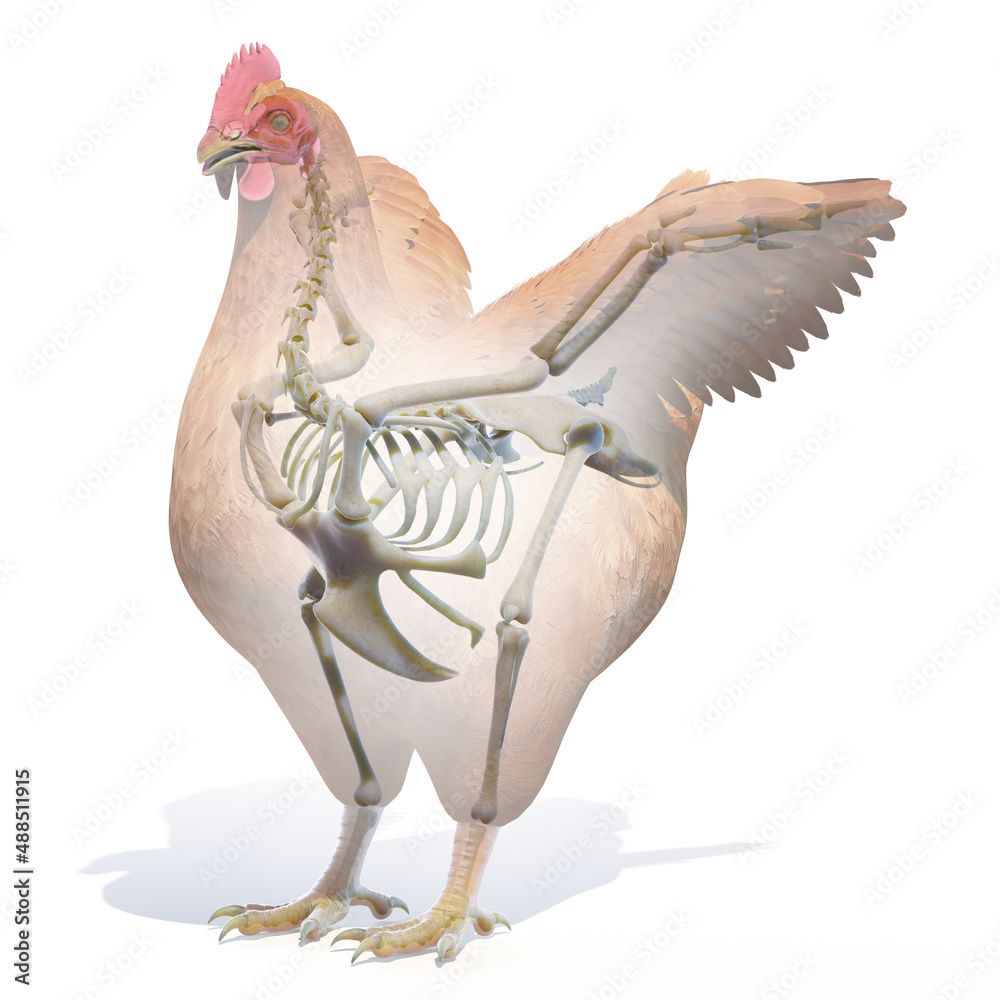 3d rendered illustration of a chickens anatomy - the skeleton Stock ...