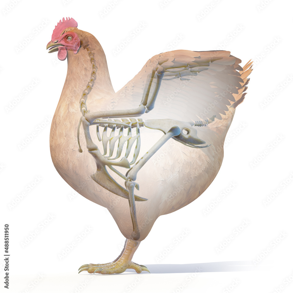 3d rendered illustration of a chickens anatomy - the skeleton Stock ...