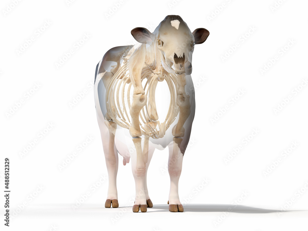 3d rendered illustration of a cows anatomy - the skeleton Stock ...