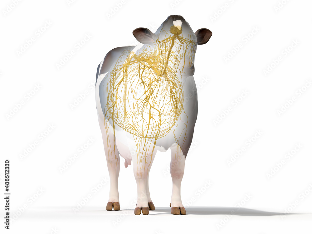 3d rendered illustration of a cows anatomy - the nervous system Stock ...