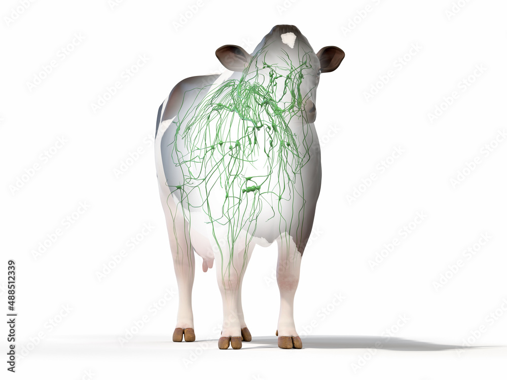 3d rendered illustration of a cows anatomy - the lymphatic system Stock ...