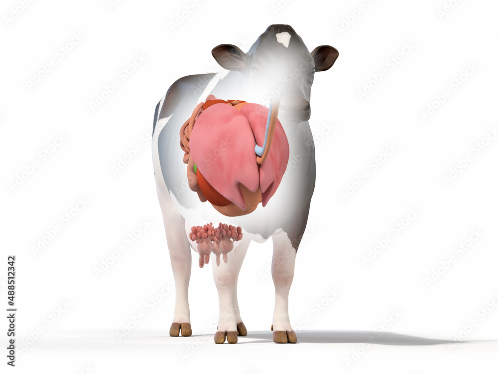 3d rendered illustration of a cows anatomy - the organs Stock ...