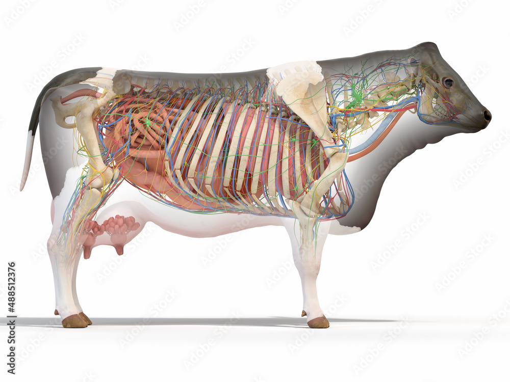 3d rendered illustration of a cows anatomy Stock Illustration | Adobe Stock