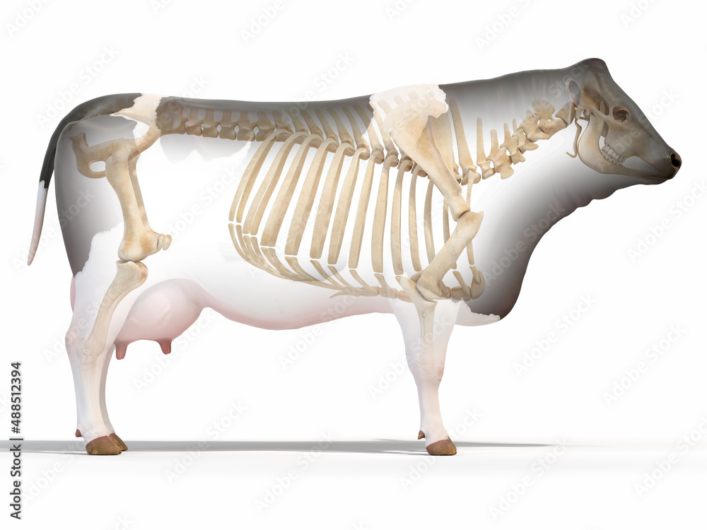 3d rendered illustration of a cows anatomy - the skeleton Stock ...