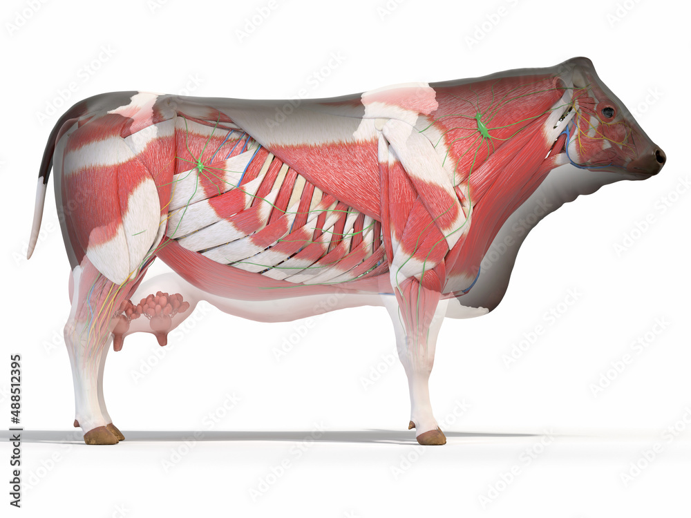 3d rendered illustration of a cows anatomy - the muscle system Stock ...