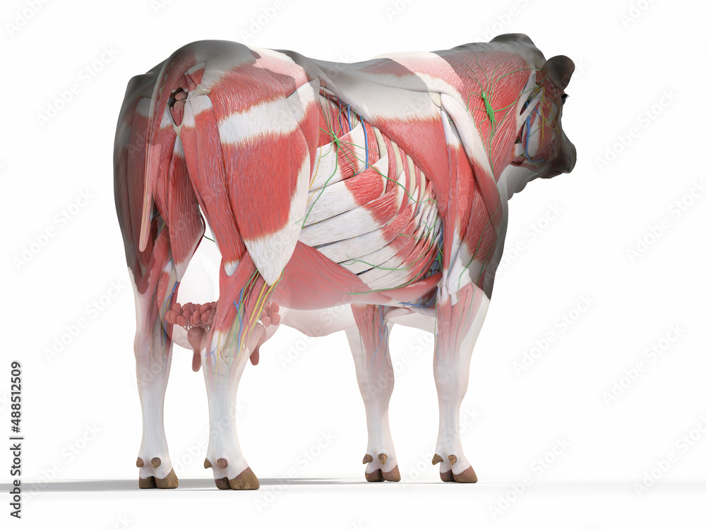 3d rendered illustration of a cows anatomy - the muscle system Stock ...