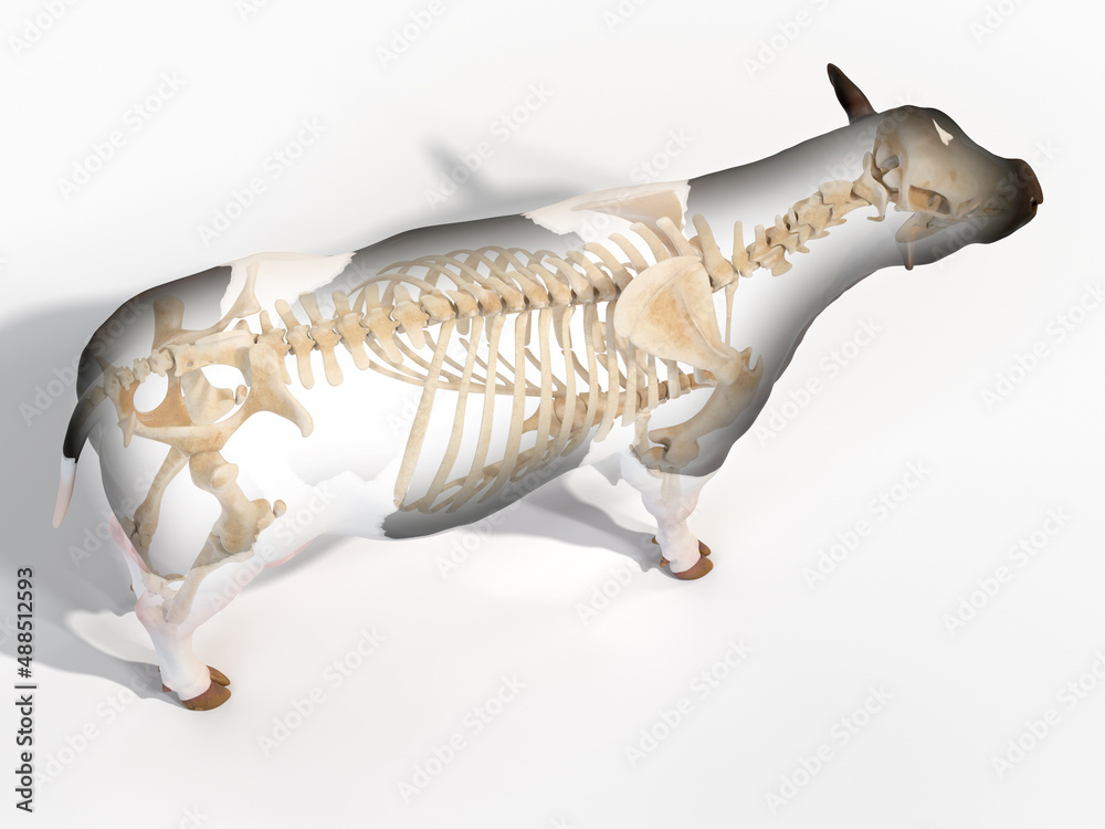 3d rendered illustration of a cows anatomy - the skeleton Stock ...