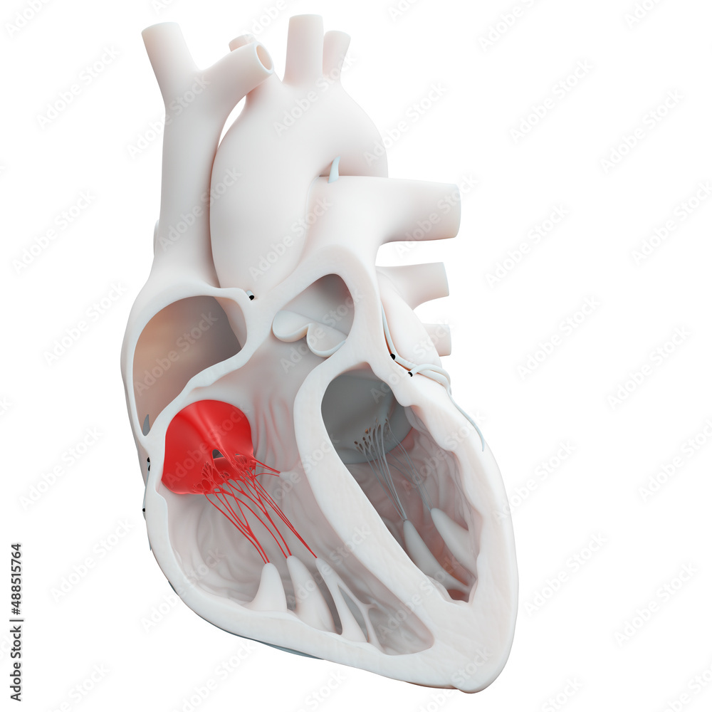 Poster 3d rendered illustration of the heart valves - the tricuspid ...