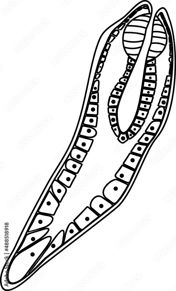 Coloring page with Redia of Sheep liver fluke (Fasciola hepatica ...