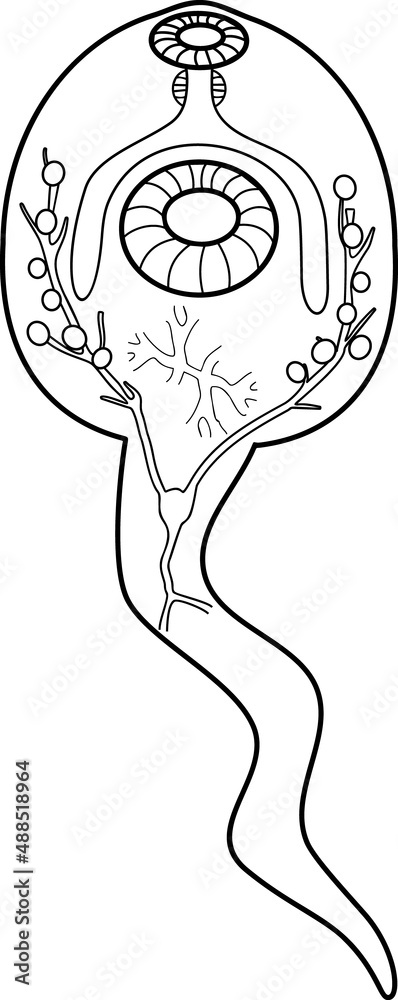 Coloring page with Cercaria of Sheep liver fluke (Fasciola hepatica ...
