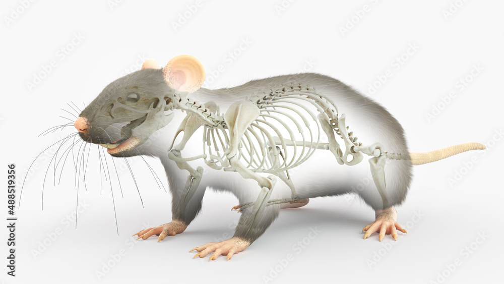 3d rendered illustration of a rats anatomy - the skeleton Stock ...