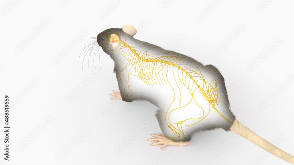 3d rendered illustration of a rats anatomy - the nervous system Stock ...
