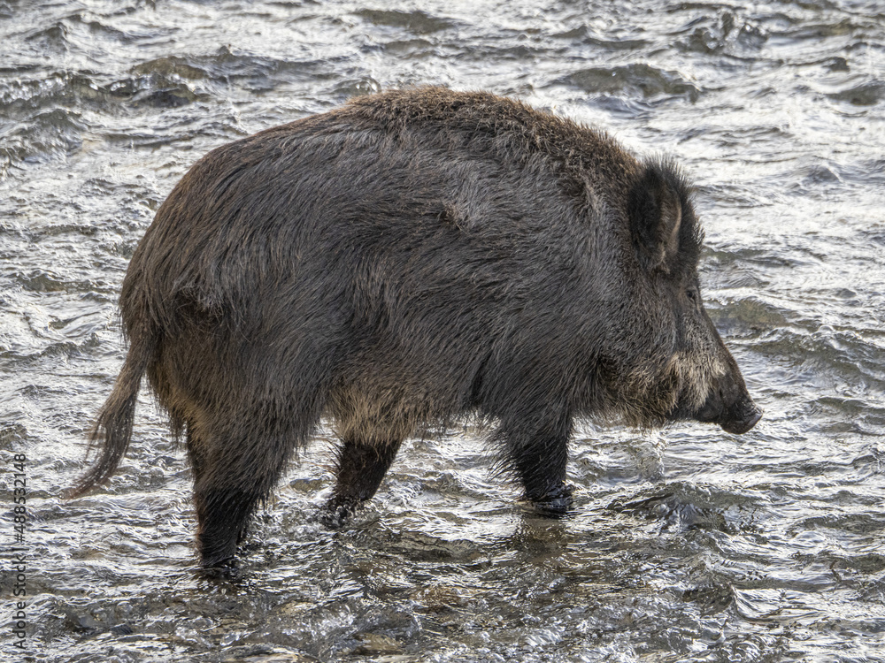 swine fever wild boar in Genoa town Bisagno river urban wildlife Stock ...