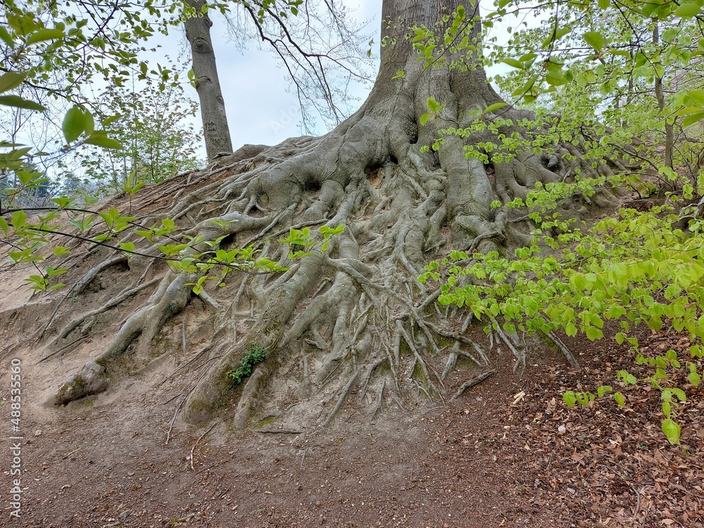 Die Wurzel des Baumes. Das verzweigte Wurzelsystem und oberirdisch. Die ...