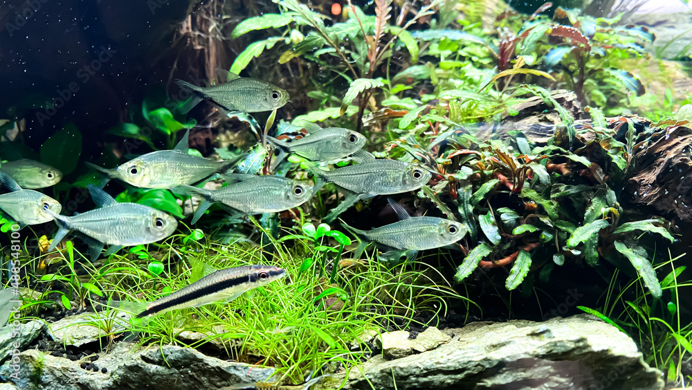 Costae Tetra (Moenkhausia costaea) with Siamese Algae-eater ...