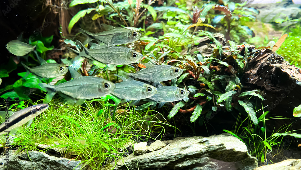 Flock of fish Costae Tetra (Moenkhausia costaea) with Siamese Algae ...