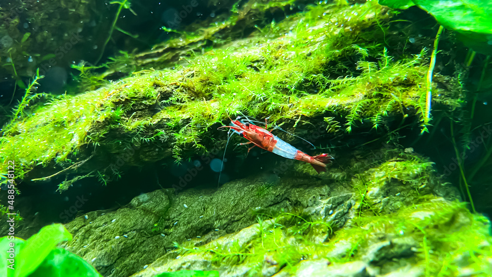 Red rili shrimp (Neocaridina davidi var. 'Rili') in aquarium with some ...