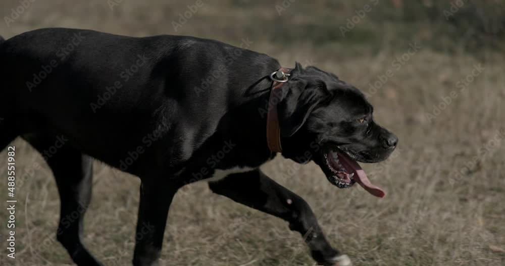 side view of beautiful Italian mastiff walking, sticking out tongue ...