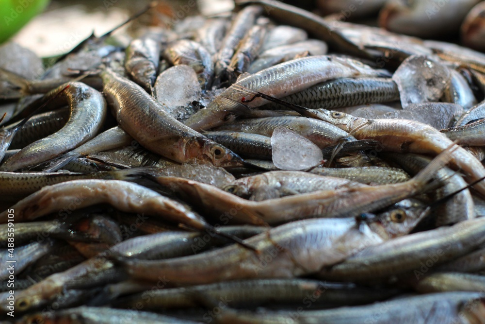 pile of halfbeak needle spipe fish on ground for sale in indian fish ...