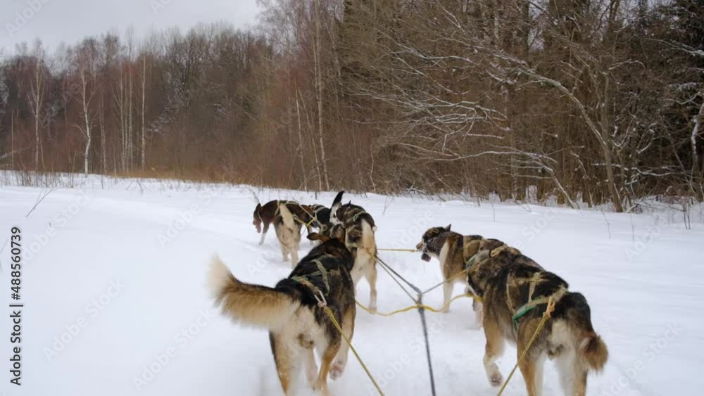 Team of northern sled dogs runs forward through snowy winter field ...