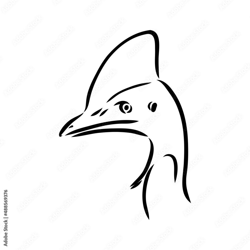 Hand drawn black and white Cassowary isolated on white background ...