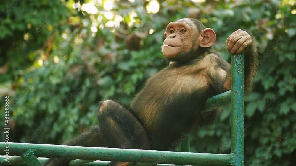 Video „Funny Monkey Is Chilling Out in Zoo and Chewing in slow motion ...