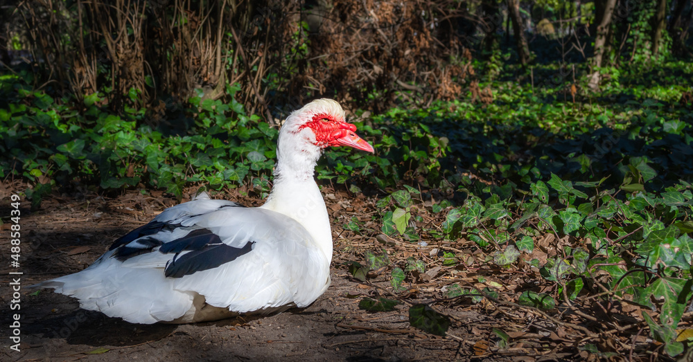 Pato criollo cairina moschata posado en el suelo entre sol y sombra en ...
