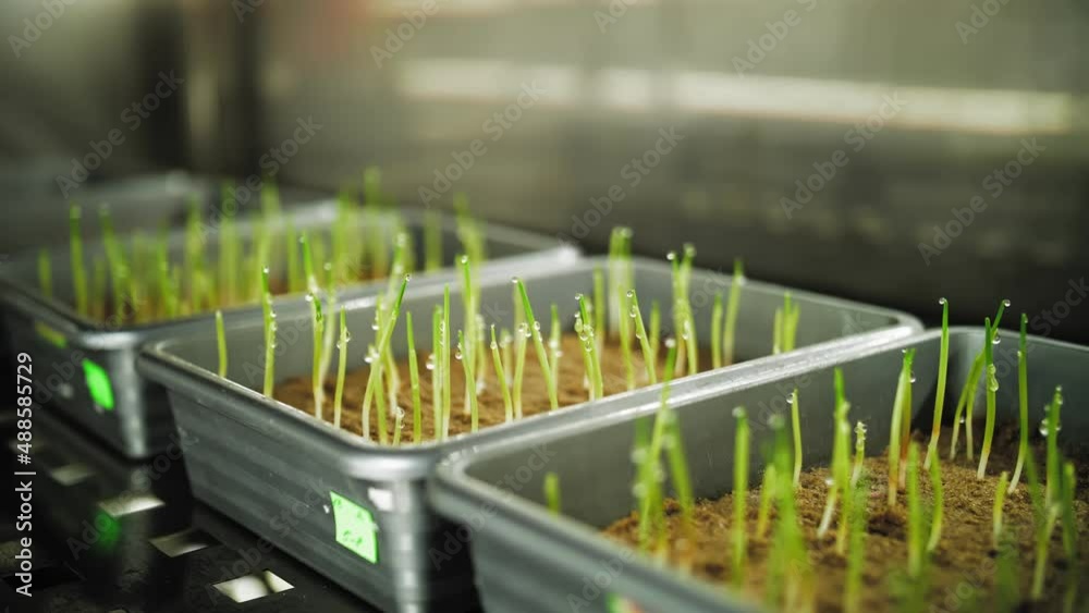 sprouted corn seeds. close-up. laboratory containers with sprouted in ...